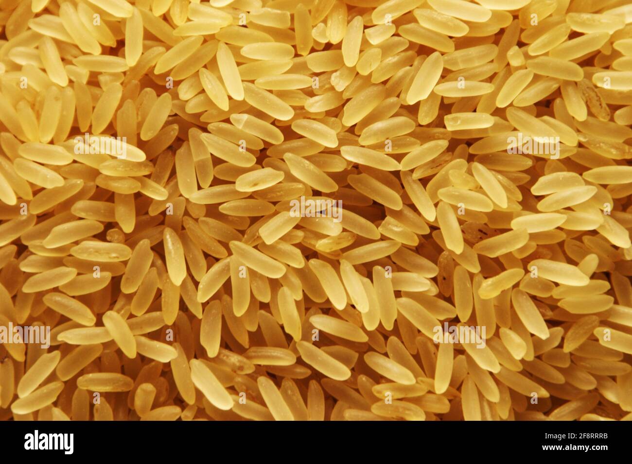 common rice (Oryza sativa), long grain rice Stock Photo - Alamy