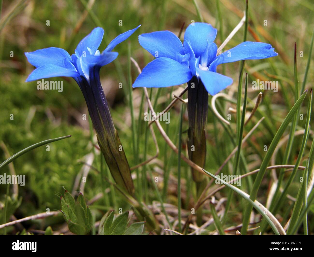 Spring gentian (Gentiana verna), blooming, Austria Stock Photo - Alamy