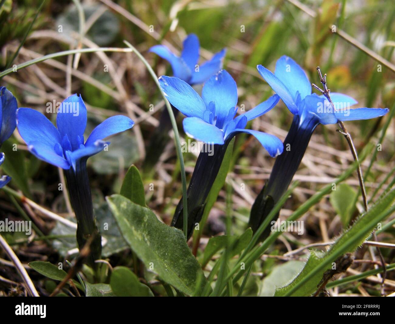 Spring gentian (Gentiana verna), blooming, Austria Stock Photo - Alamy