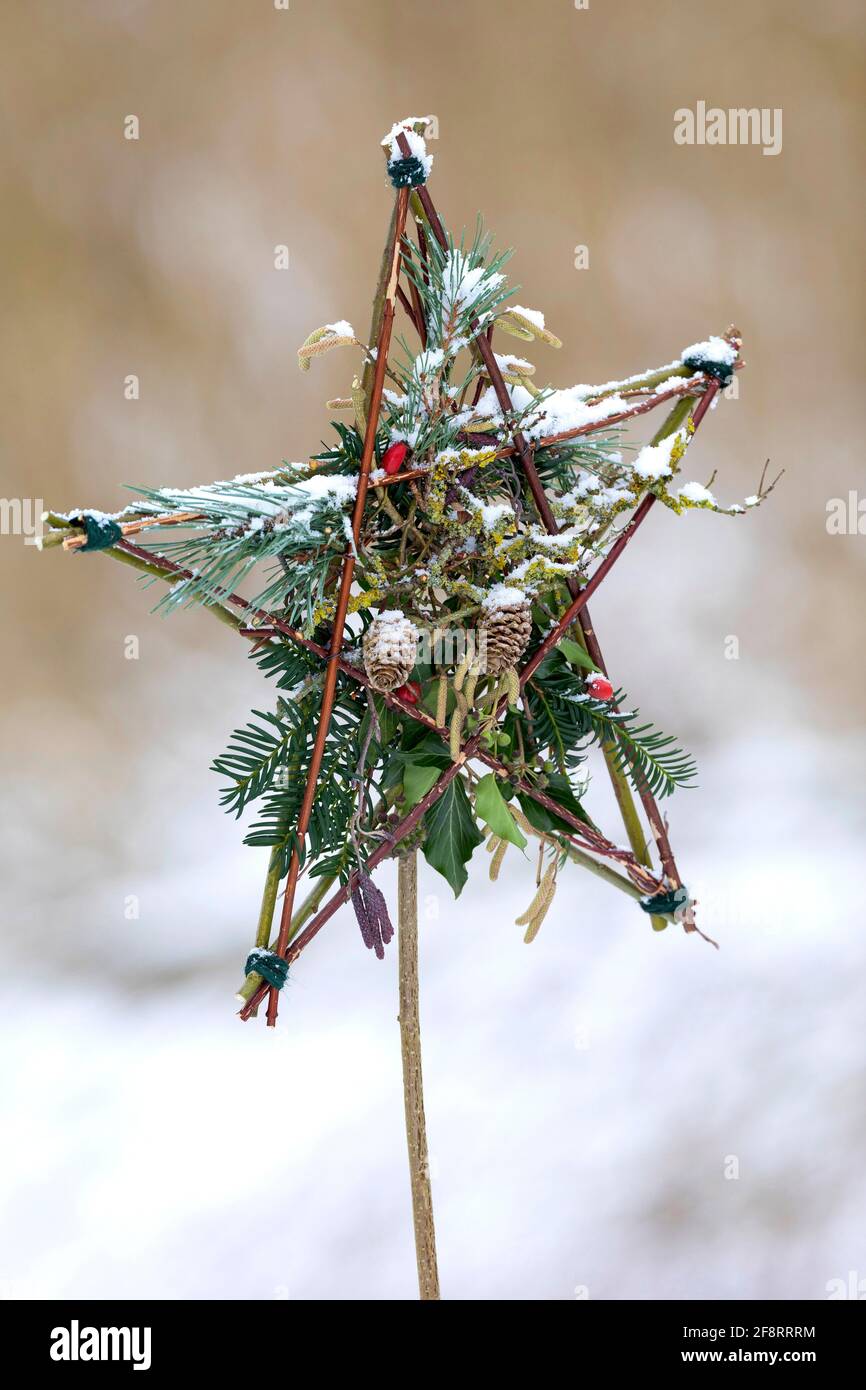 homemade Advent star made of twigs with ivy, rose hips, yew and pine ...
