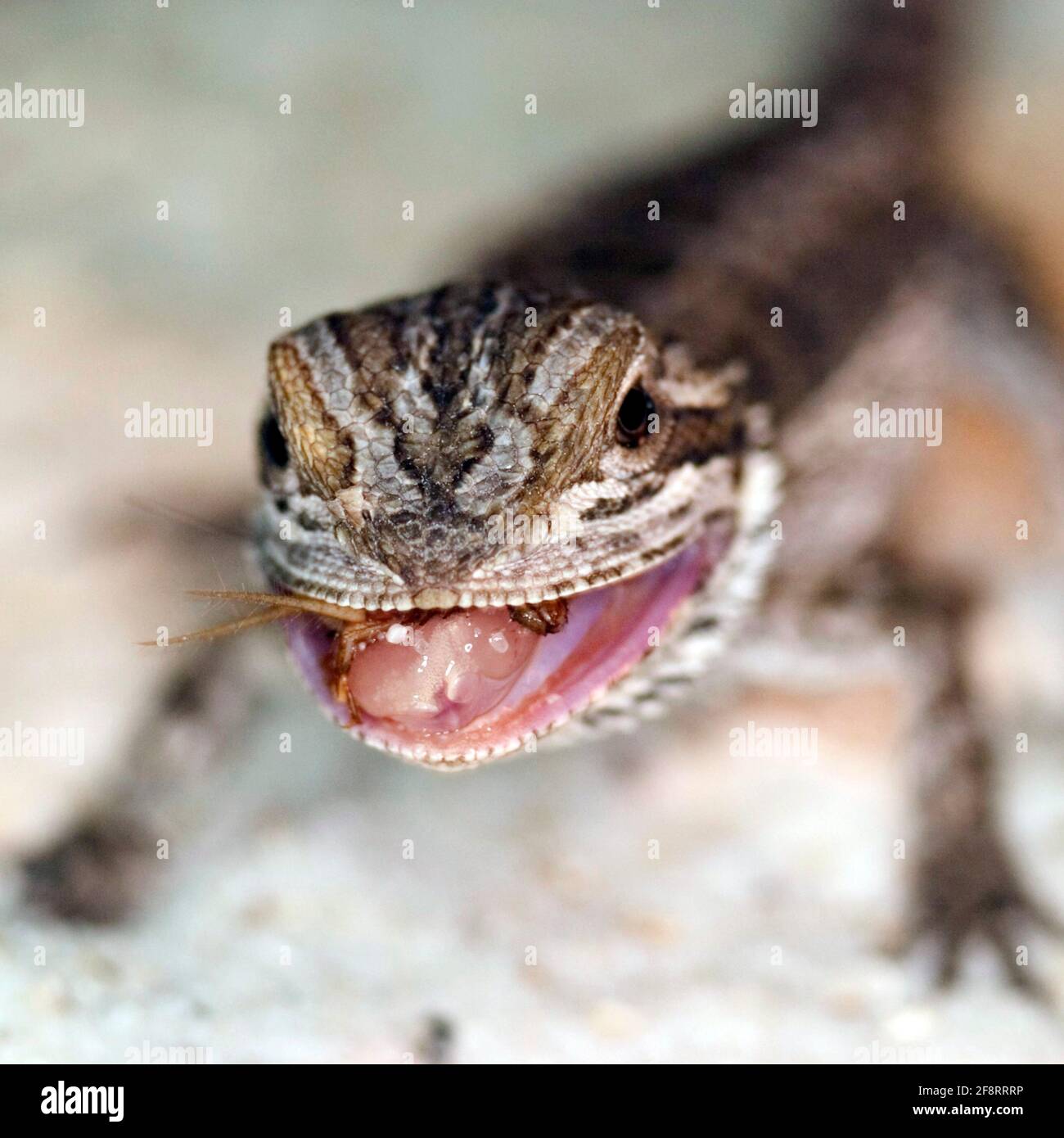 Juvenile bearded dragon hi-res stock photography and images - Alamy