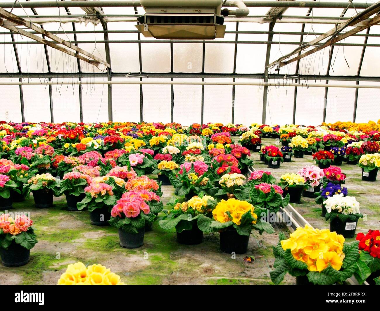 true English primrose (Primula acaulis, Primula vulgaris), different ...