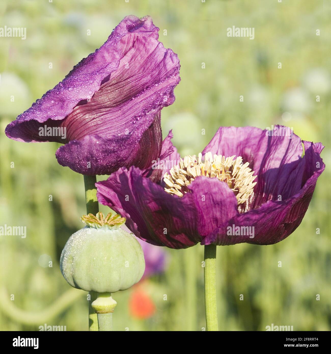 opium poppy, breadseed poppy (Papaver somniferum), flowers and fruit ...