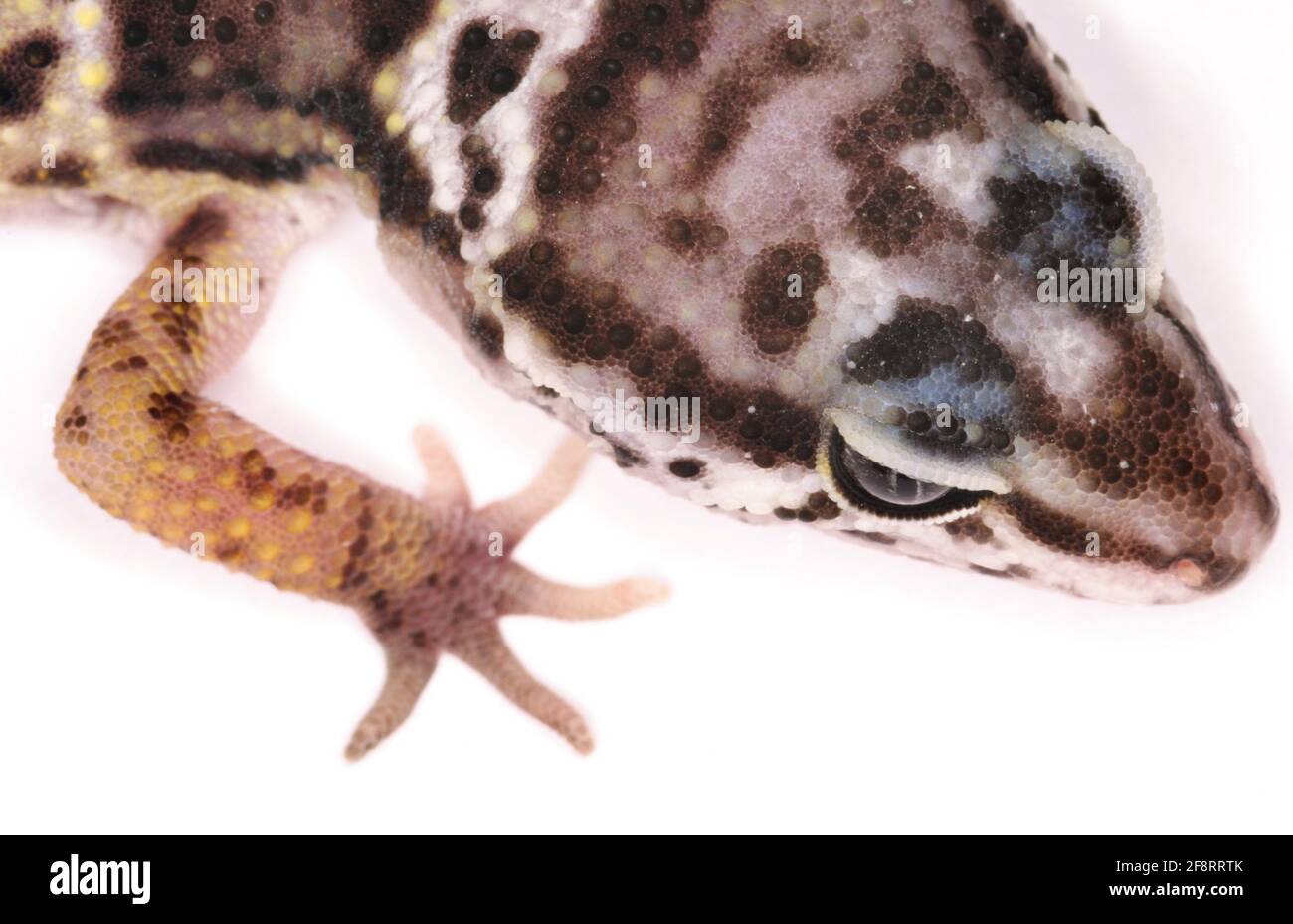 Leopard gecko (Eublepharis macularius), portrait, cut-out Stock Photo ...