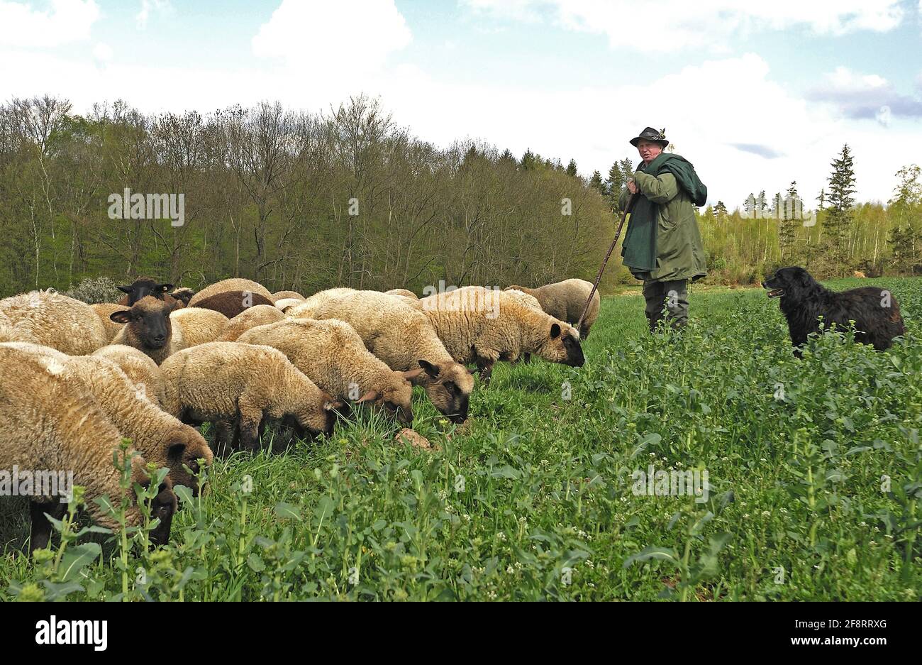 domestic sheep (Ovis ammon f. aries), shepherd with flock of sheep, Germany, Hesse Stock Photo ...