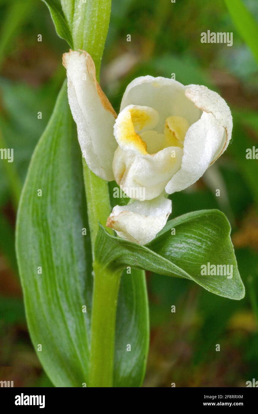 White helleborine hi-res stock photography and images - Alamy