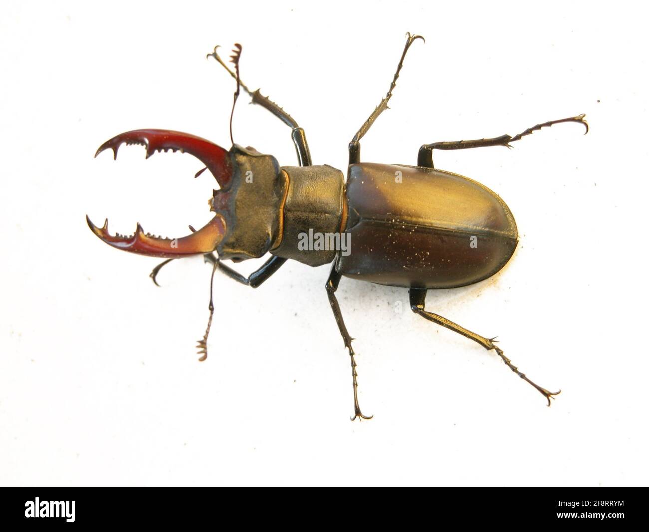stag beetle, European stag beetle (Lucanus cervus), female, cut-out ...