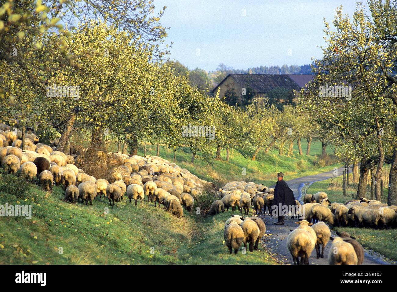 domestic sheep (Ovis ammon f. aries), shepherd with flock of sheep, Germany, Hesse Stock Photo ...