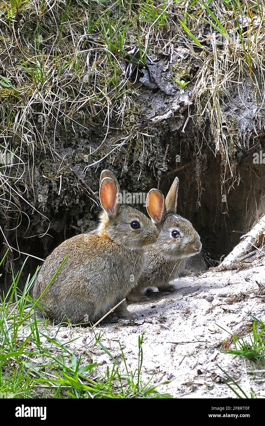 European rabbit (Oryctolagus cuniculus), two rabbits in front of their ...
