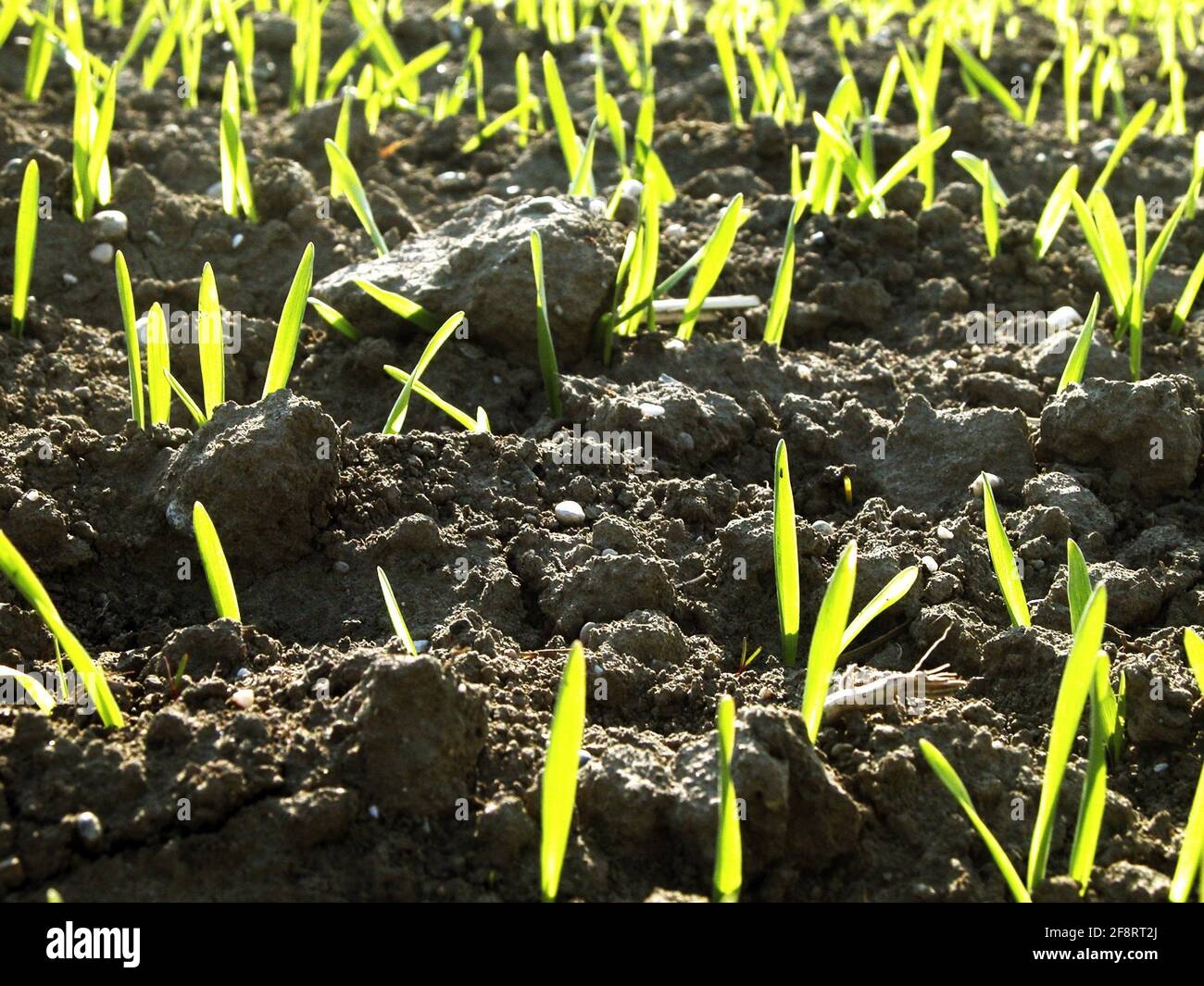 seedlings in a grain field in spring, Austria Stock Photo - Alamy