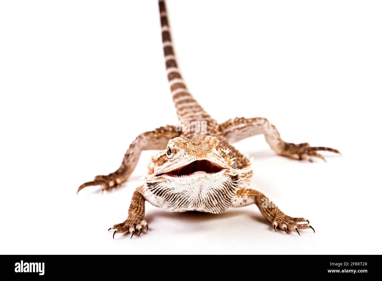 Central Bearded Dragon (Pogona vitticeps), front view, cut-out Stock ...
