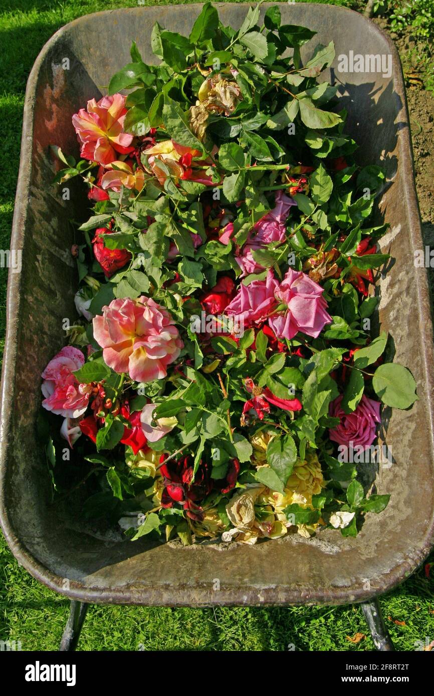 Hand barrow hi-res stock photography and images - Alamy