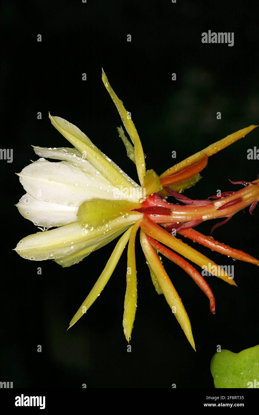 cob cactus (Echinopsis spec.), flower Stock Photo - Alamy