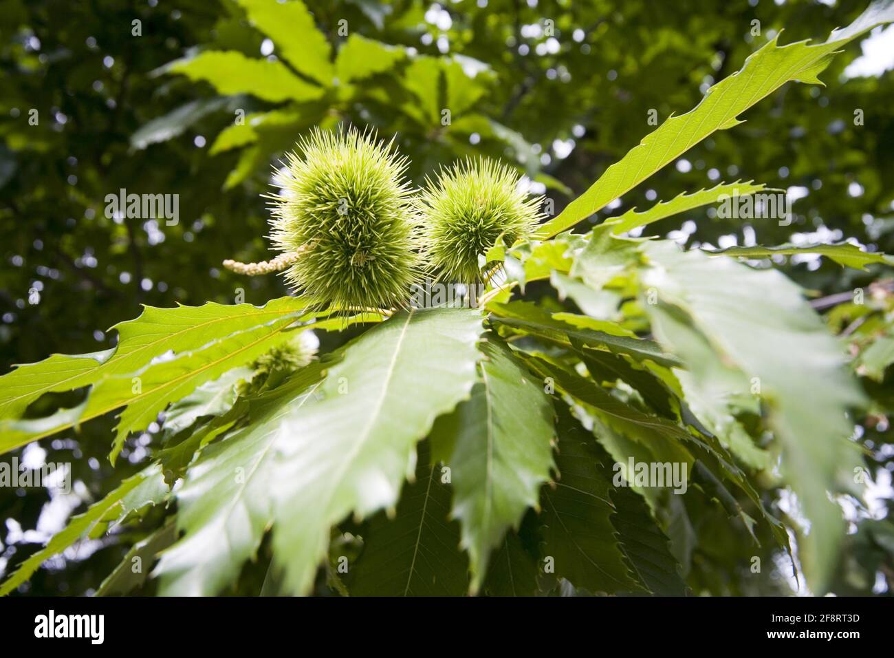 Spanish chestnut, sweet chestnut (Castanea sativa), twig with leaves ...