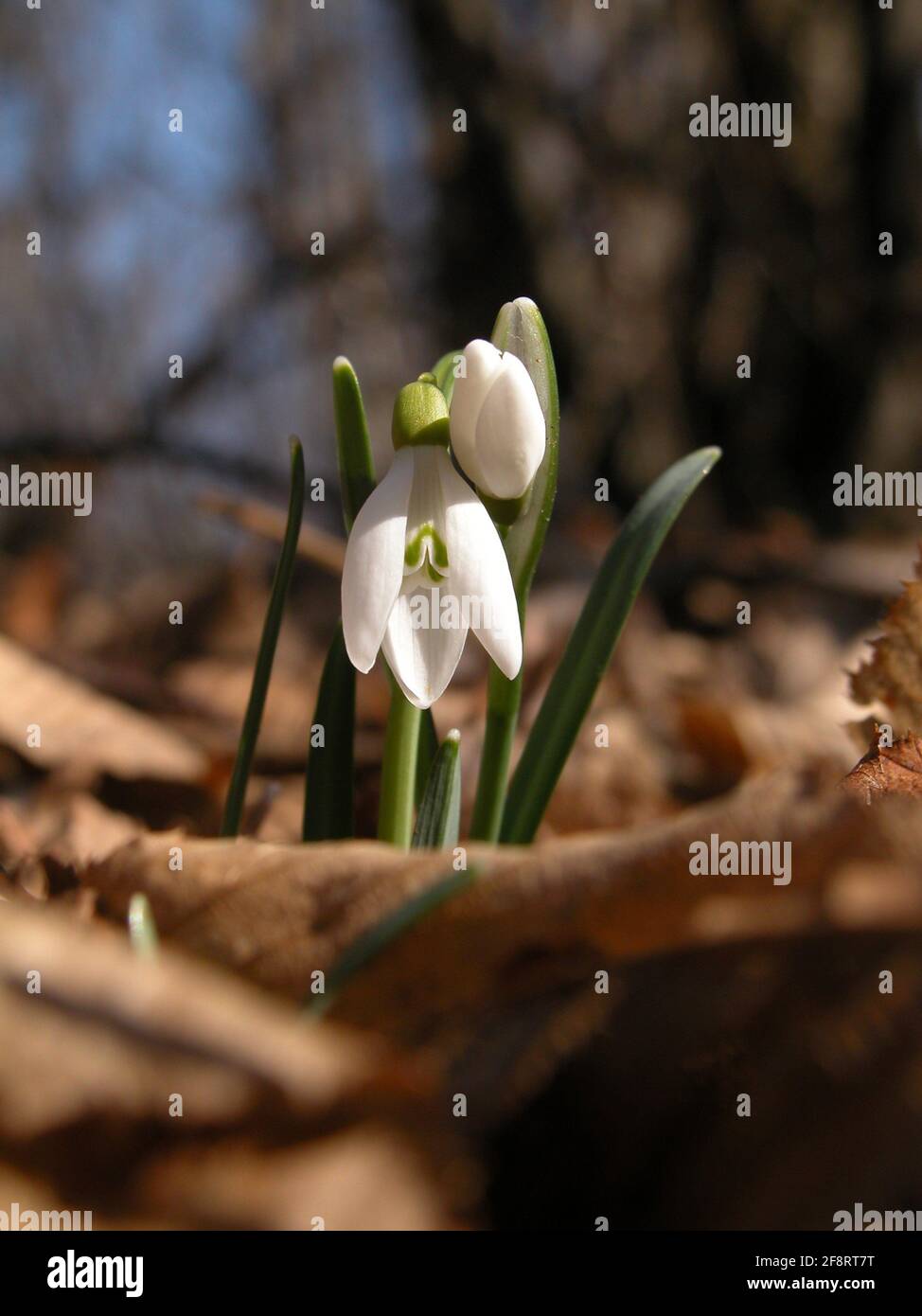 common snowdrop (Galanthus nivalis), flower and bud Stock Photo - Alamy
