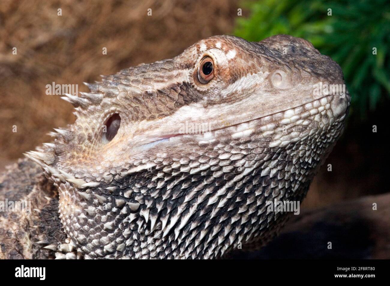 Central Bearded Dragon (Pogona vitticeps), portrait, side view Stock ...