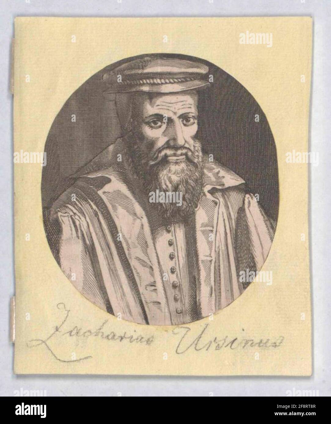 Zacharias ursinus hi-res stock photography and images - Alamy