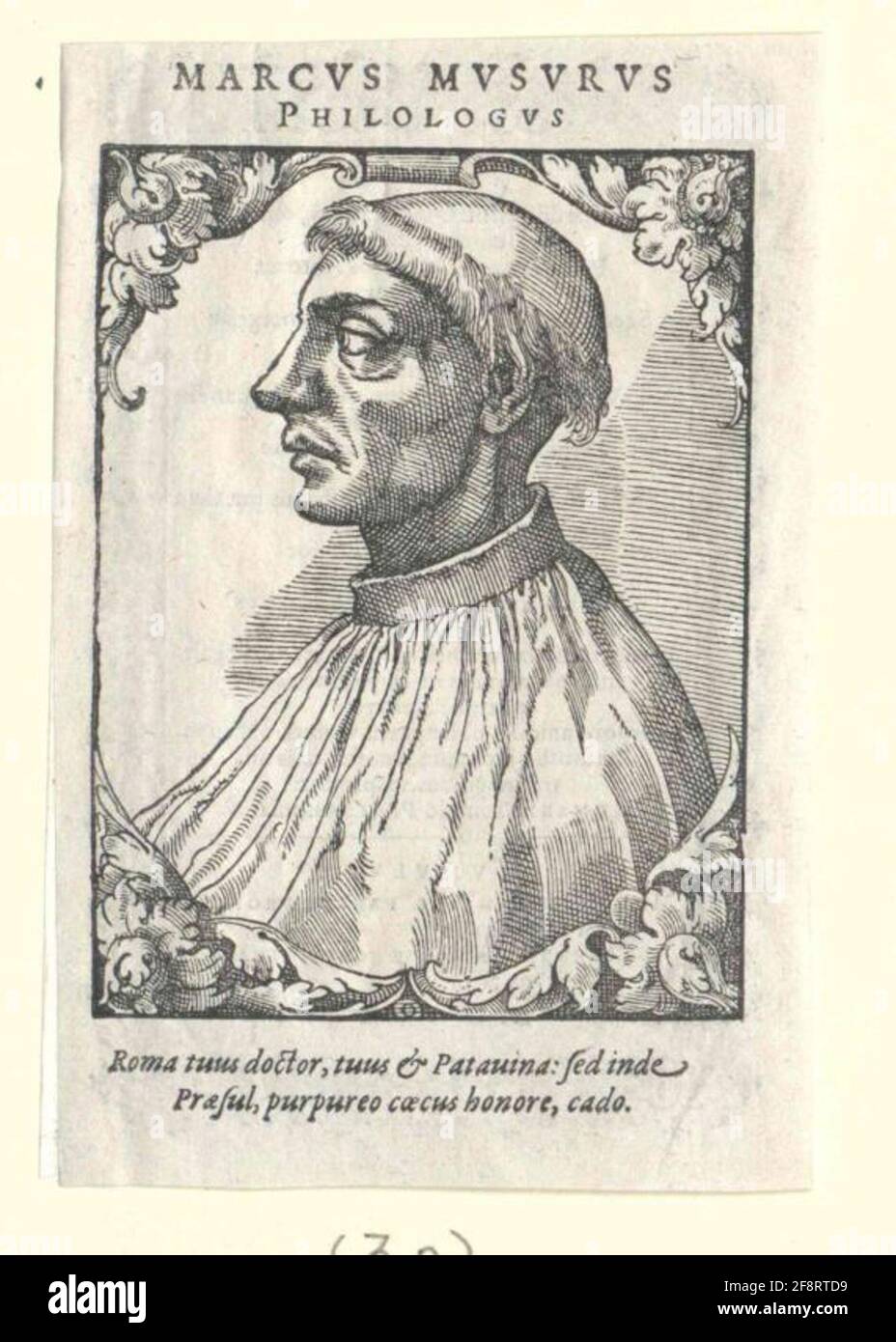 Musurus hi-res stock photography and images - Alamy