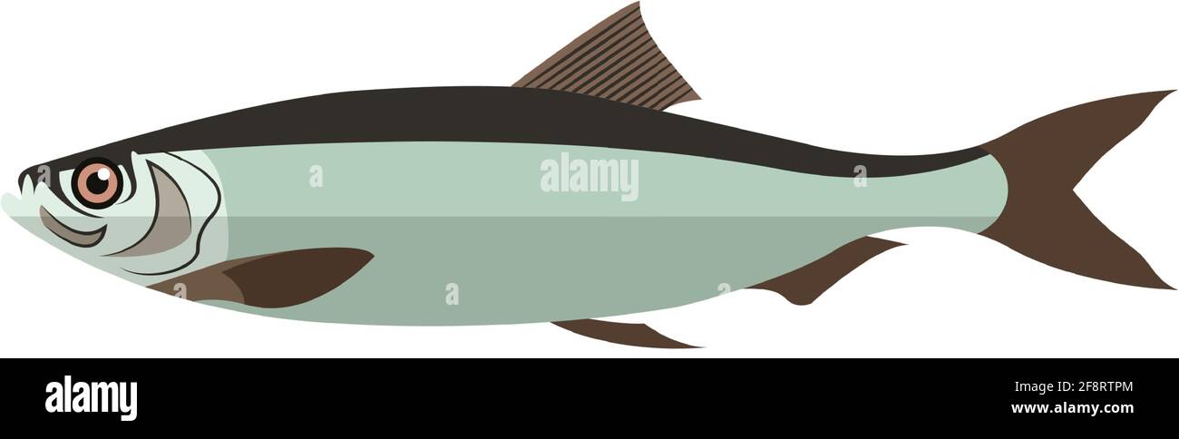 Vector fish atlantic herring ocean underwater wildlife Stock Vector ...