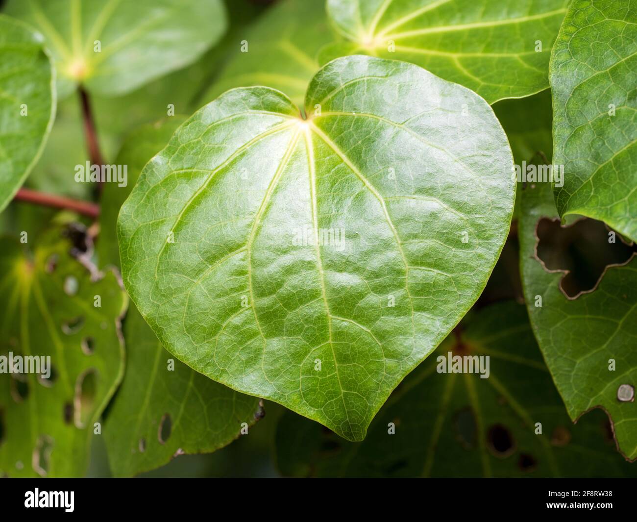 Close-up view of macropiper excelsum (kawakawa) leaf Stock Photo - Alamy