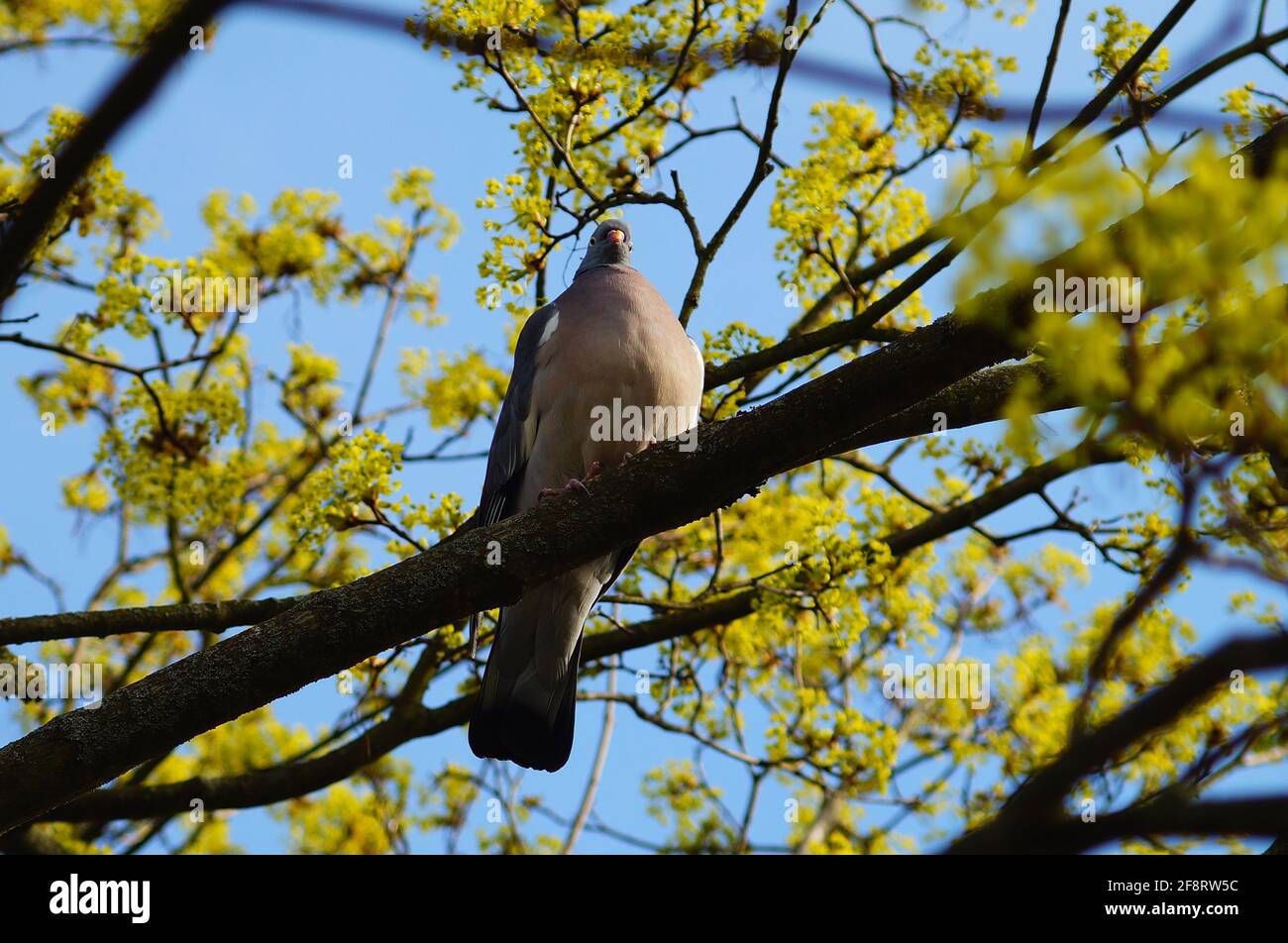 A wood pigeon observes very sceptically what I am doing Stock Photo - Alamy