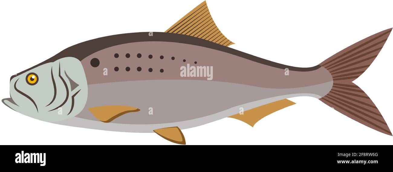 Vector fish atlantic menhaden ocean underwater wildlife Stock Vector ...
