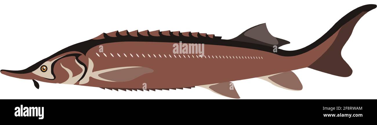 Vector fish sterlet freshwater species illustration on white Stock ...