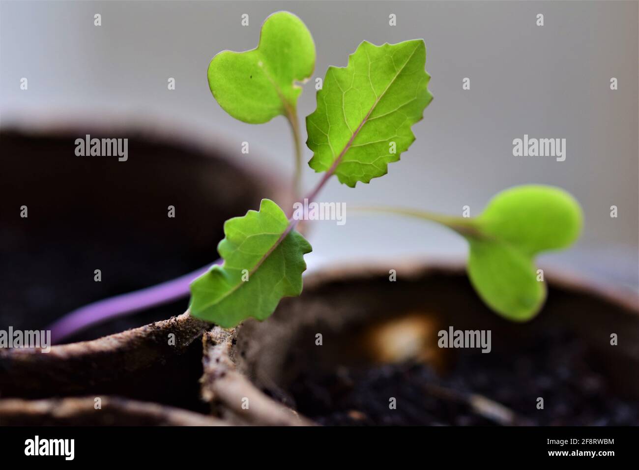 Leaves of a young cabbage plant as a close up Stock Photo - Alamy