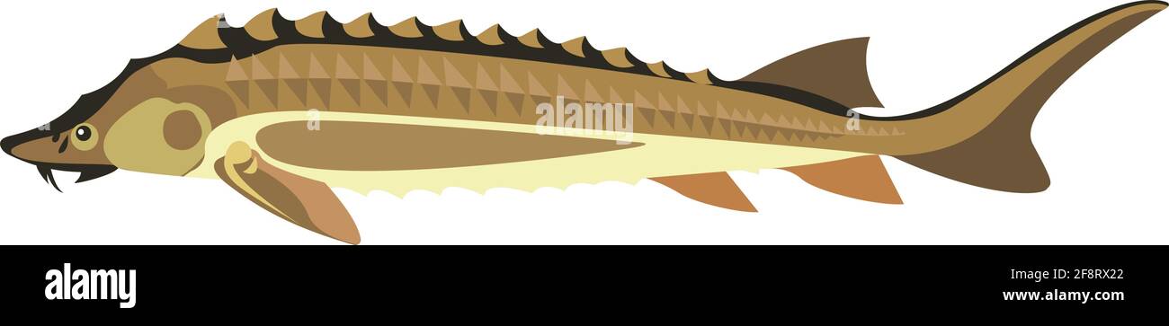 Vector rare sturgeon fish freshwater species illustration Stock Vector ...