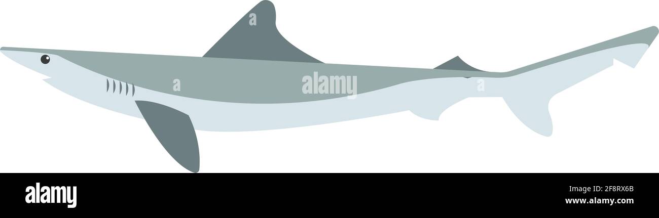 Atlantic sharp nose shark vector illustration on white Stock Vector ...