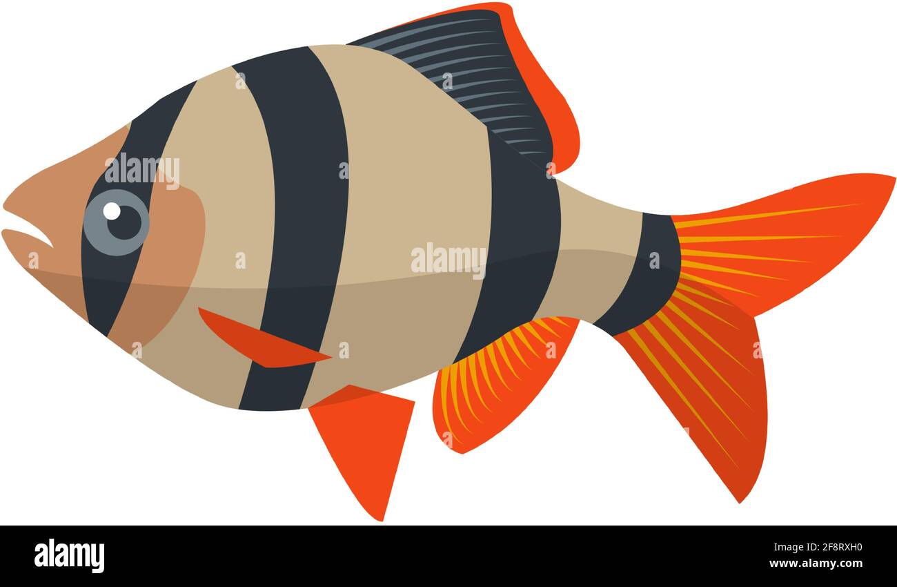 Vector beardless barb fish freshwater species illustration Stock Vector ...