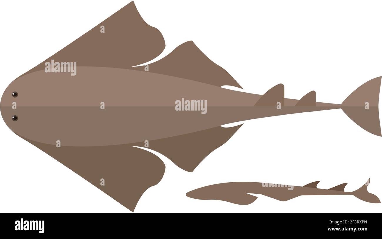 Angel Shark Drawing