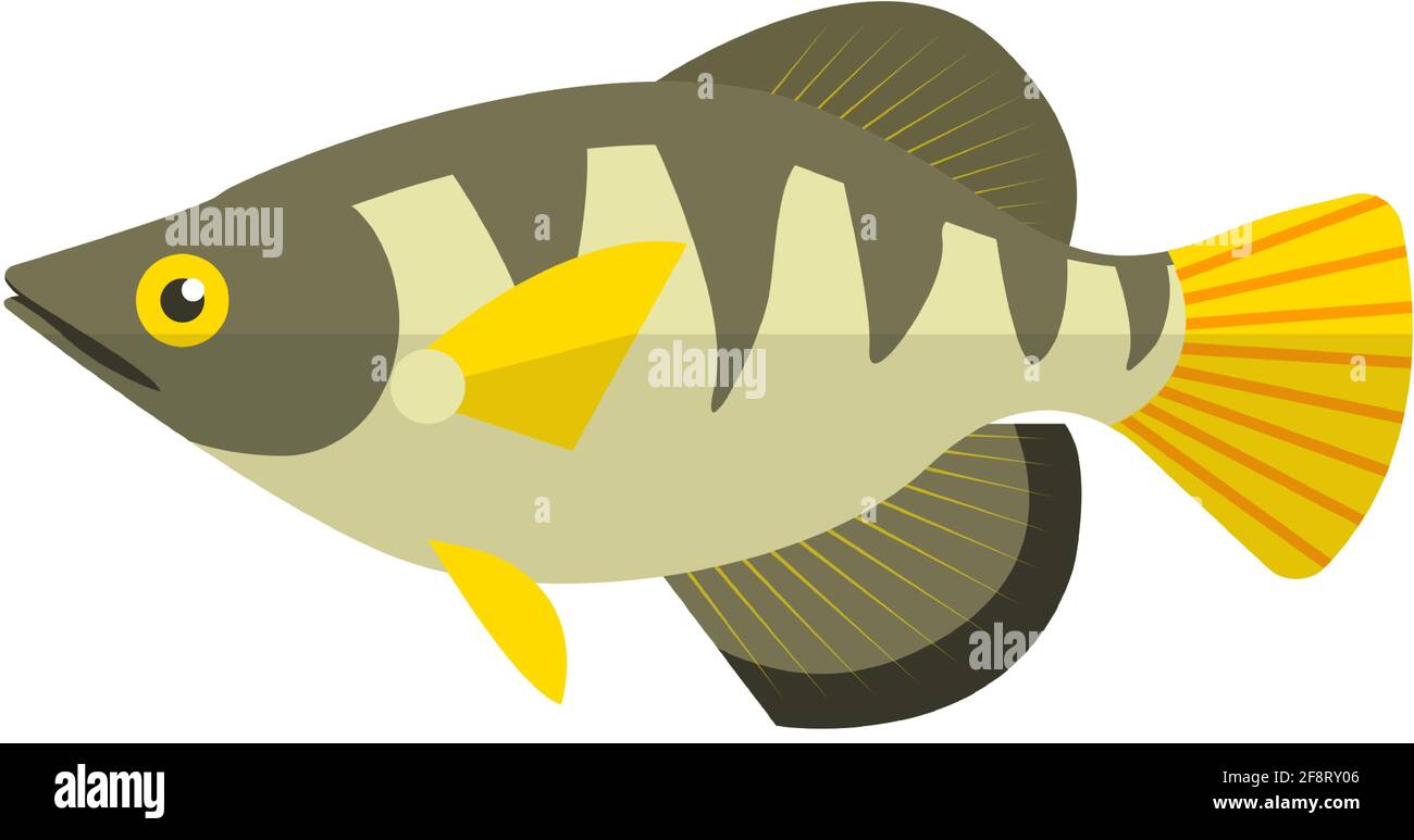Vector archer fish freshwater species illustration on white Stock ...