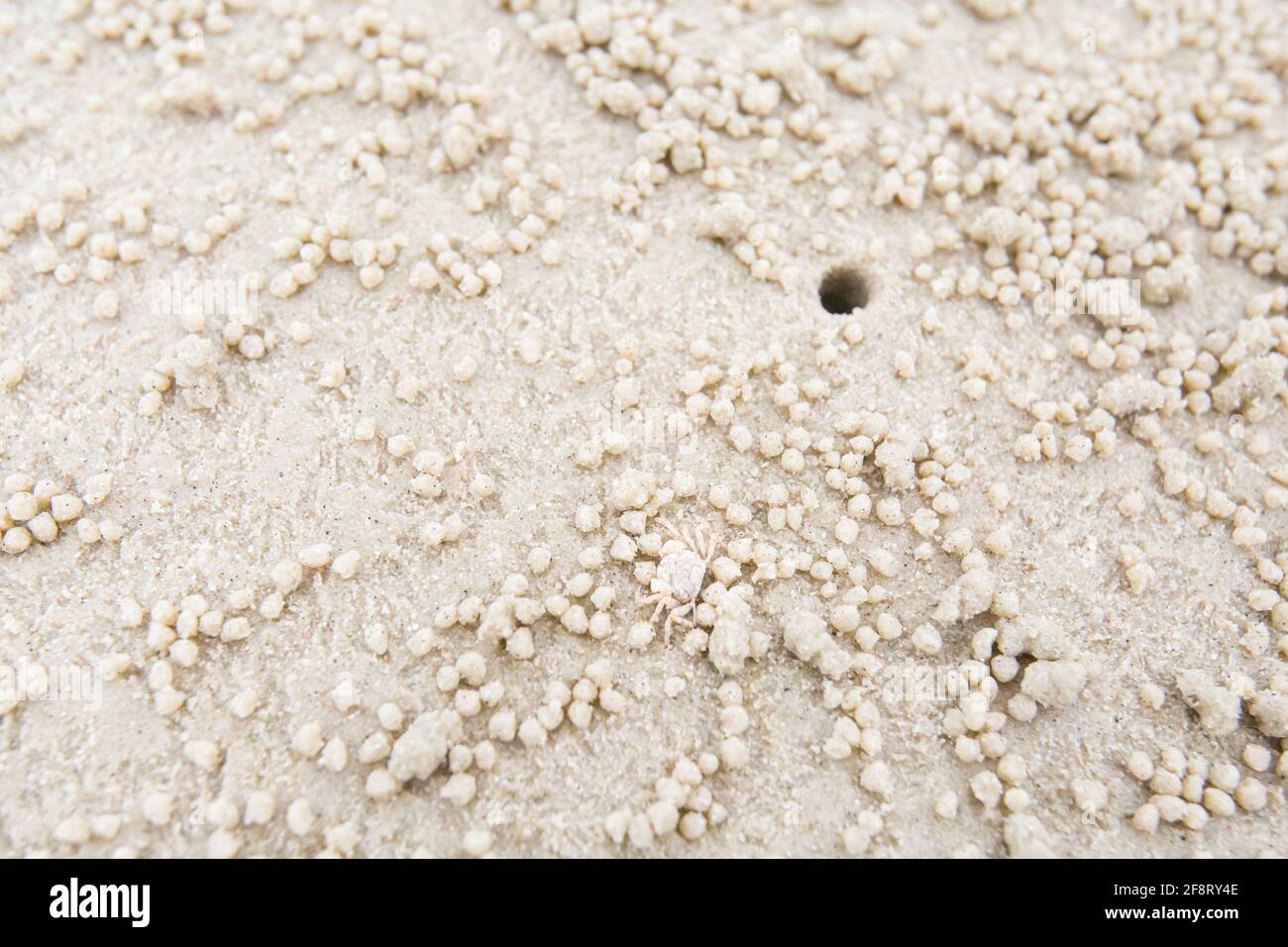 Beautiful landscape of crab pellets in Bai Tam beach, Quan Lan island ...
