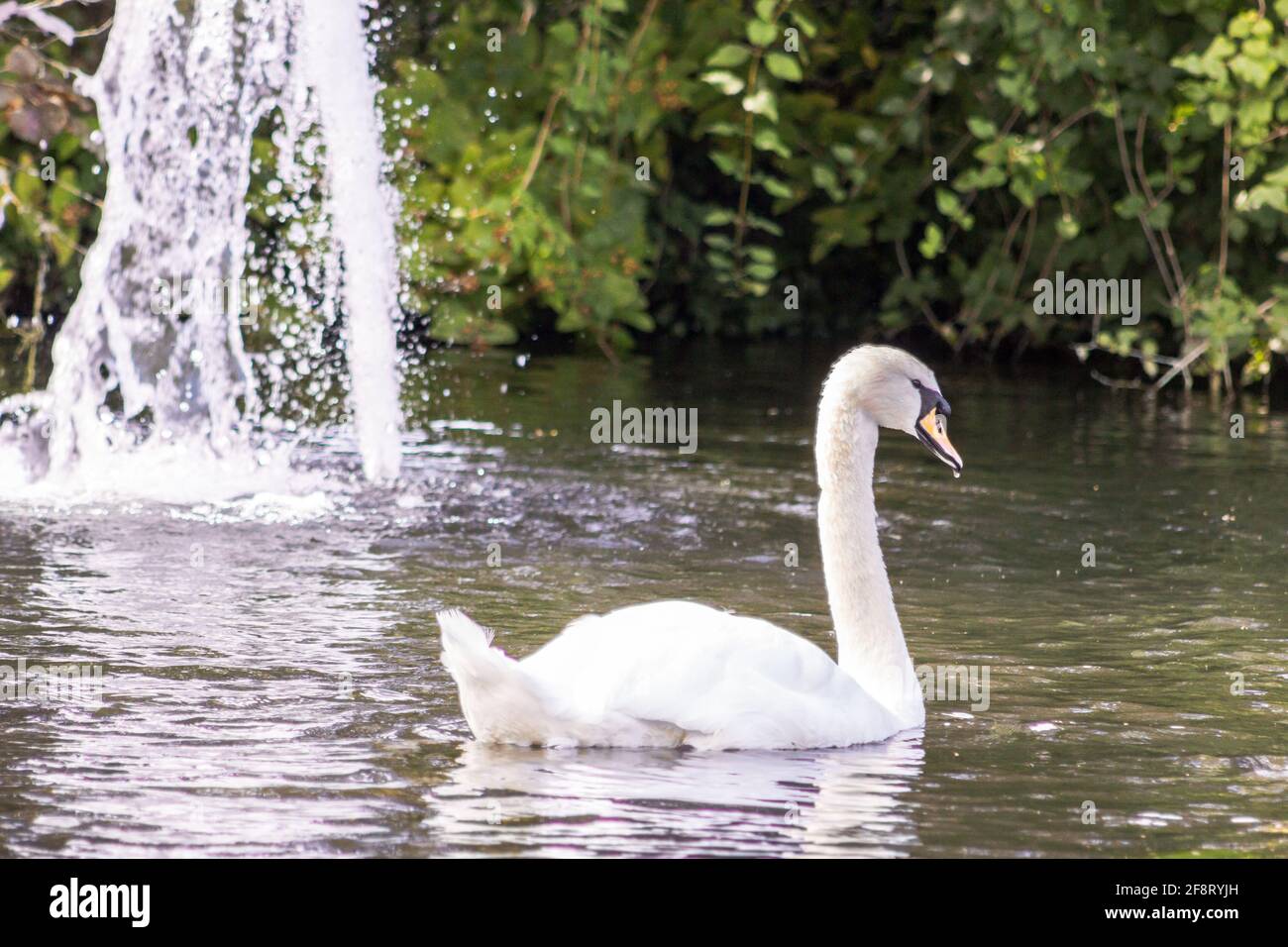 Swan on pond water with water rising in background Stock Photo - Alamy