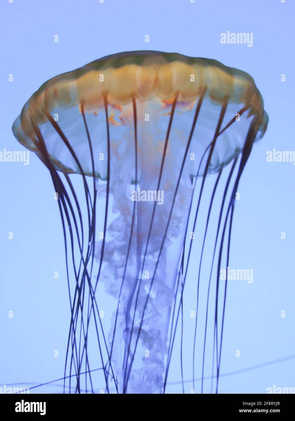Underside of Jellyfish on blue background Stock Photo - Alamy