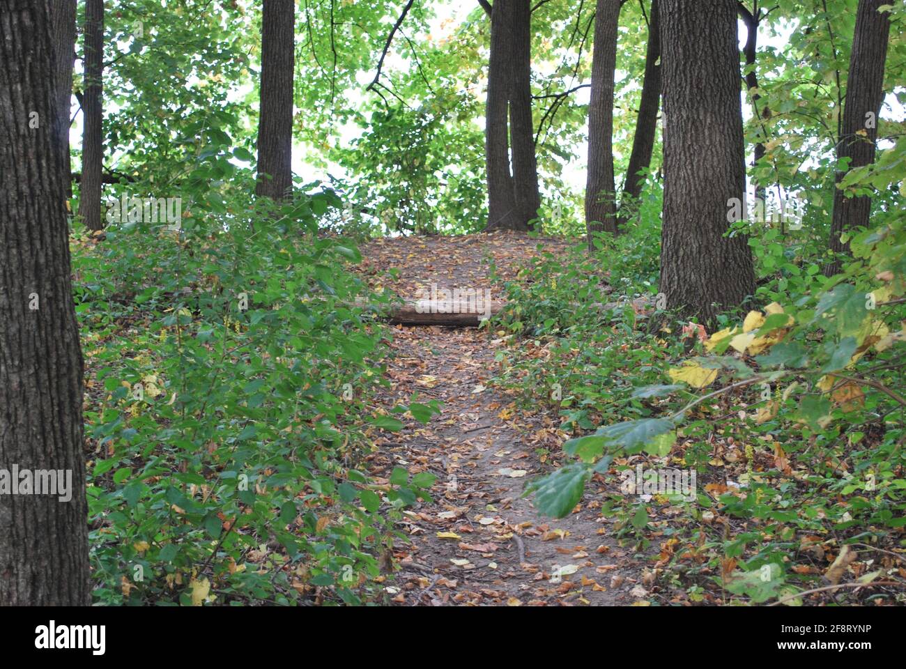 Tree laying across path Stock Photo - Alamy
