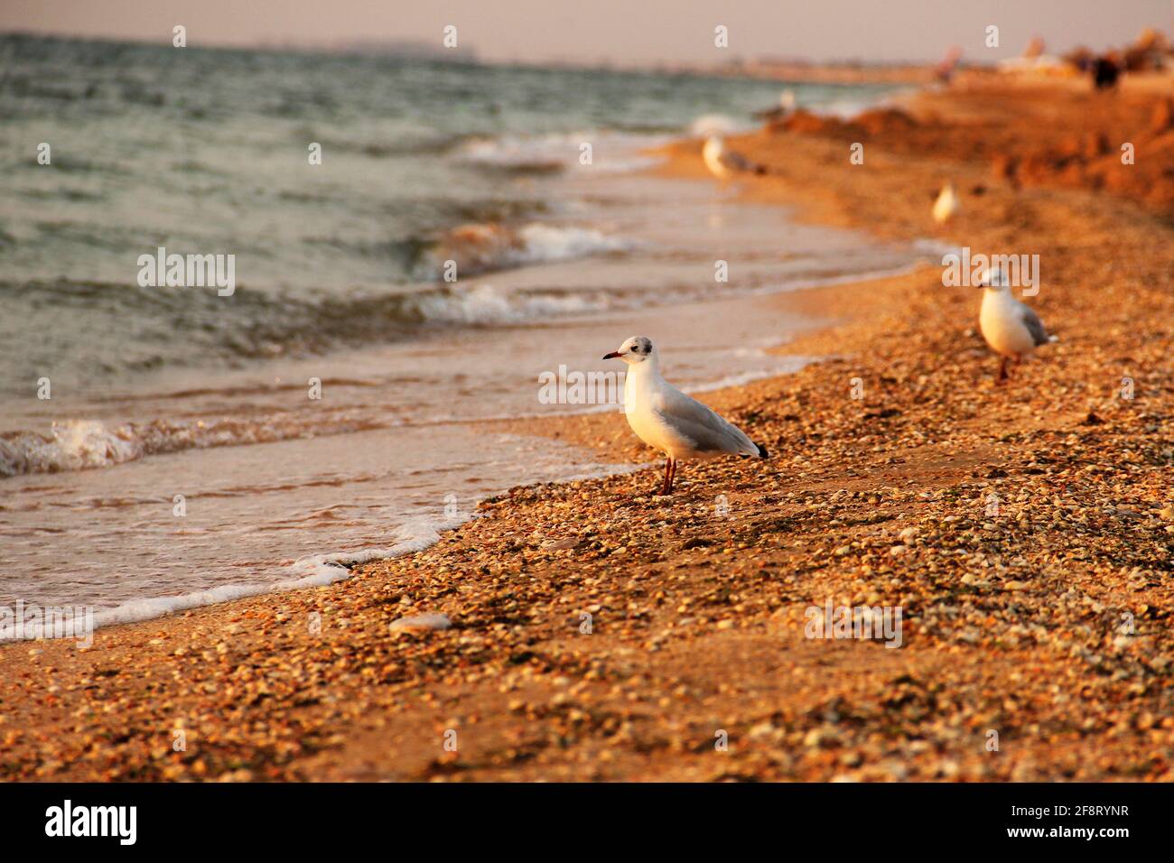 Birds of the seashore hi-res stock photography and images - Alamy