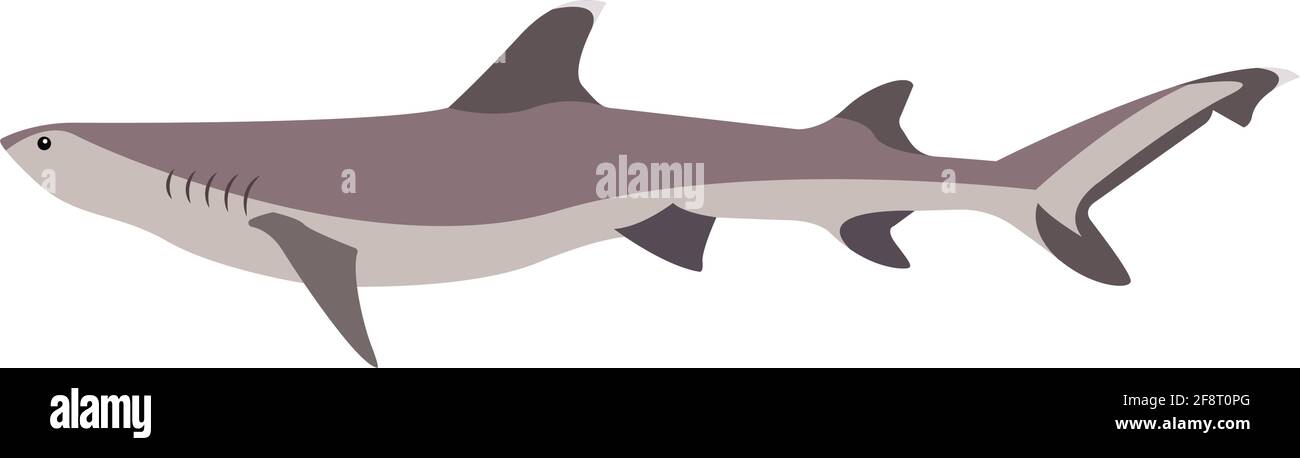 Vector whitetip shark big ocean fish illustration Stock Vector Image ...