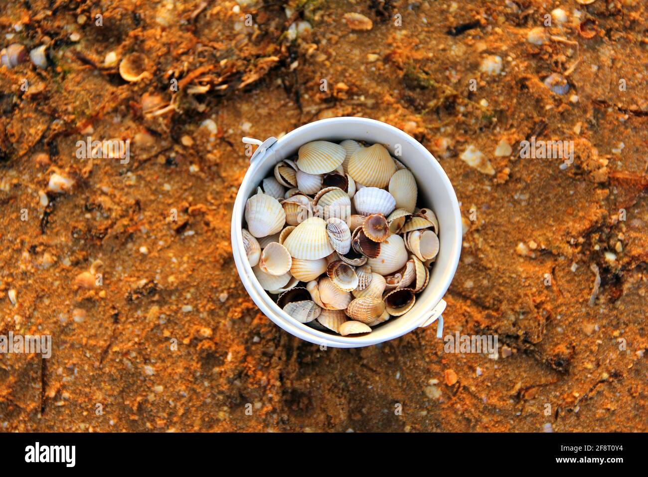 Seashells on the seashore. Seashells in a bucket Stock Photo - Alamy