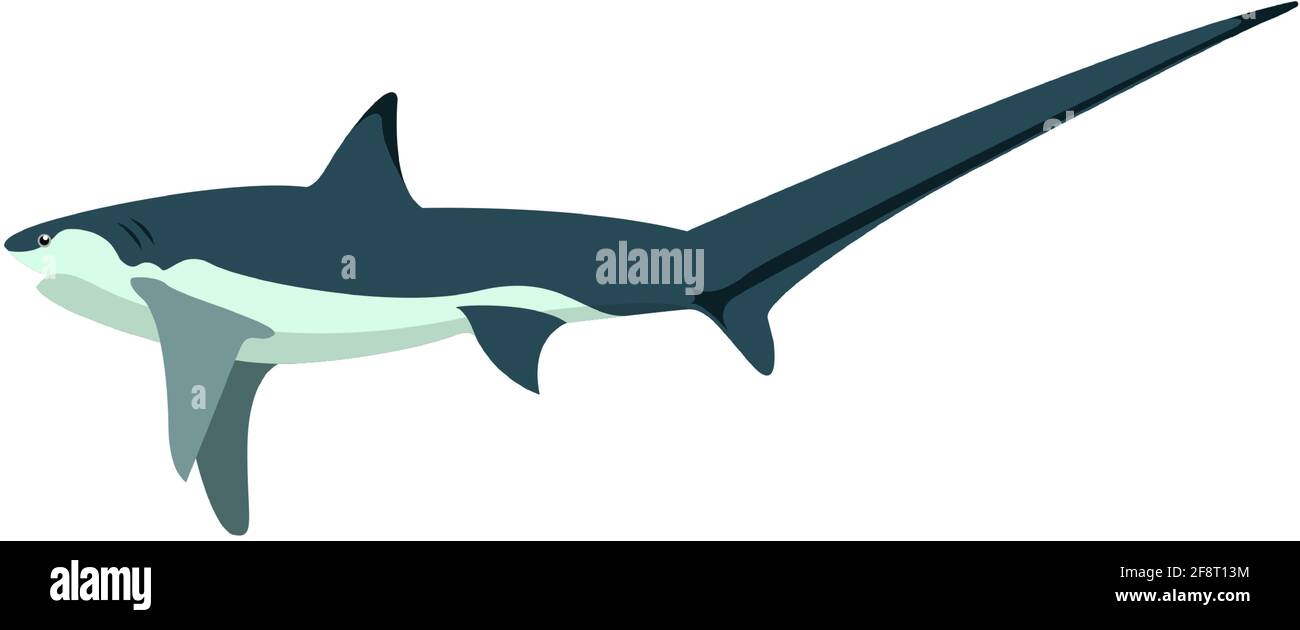 Long tail shark Stock Vector Images - Alamy