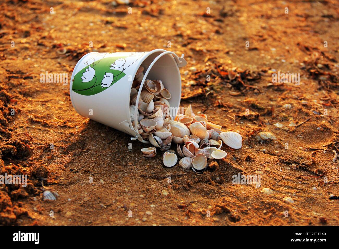 Seashells on the seashore. Seashells in a bucket Stock Photo - Alamy