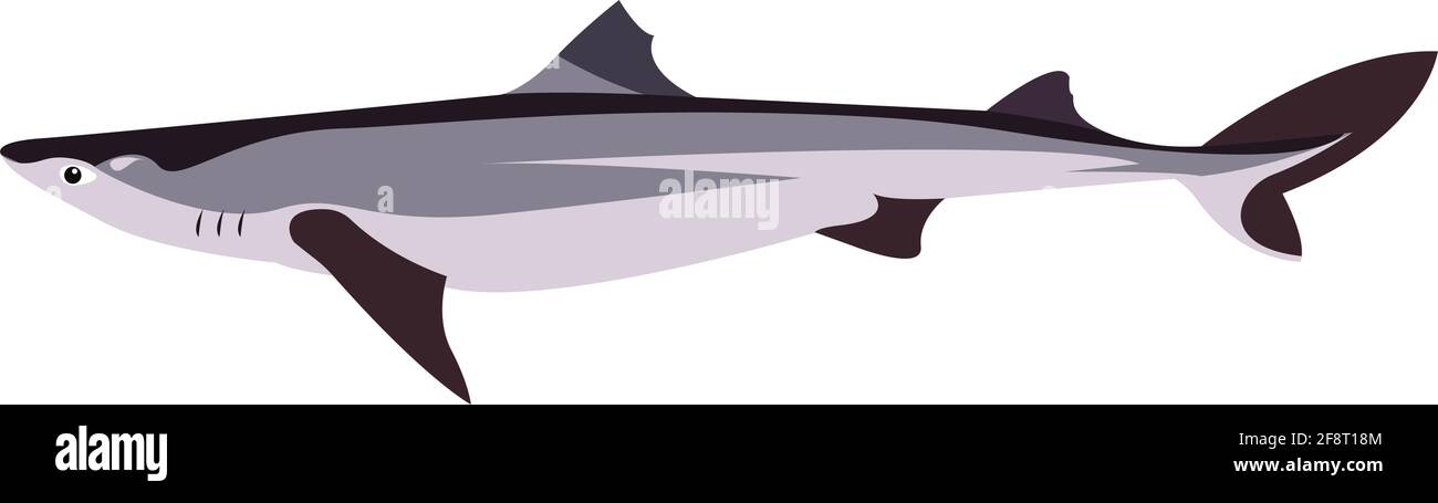 Vector piked dogfish shark illustration isolated on white Stock Vector ...