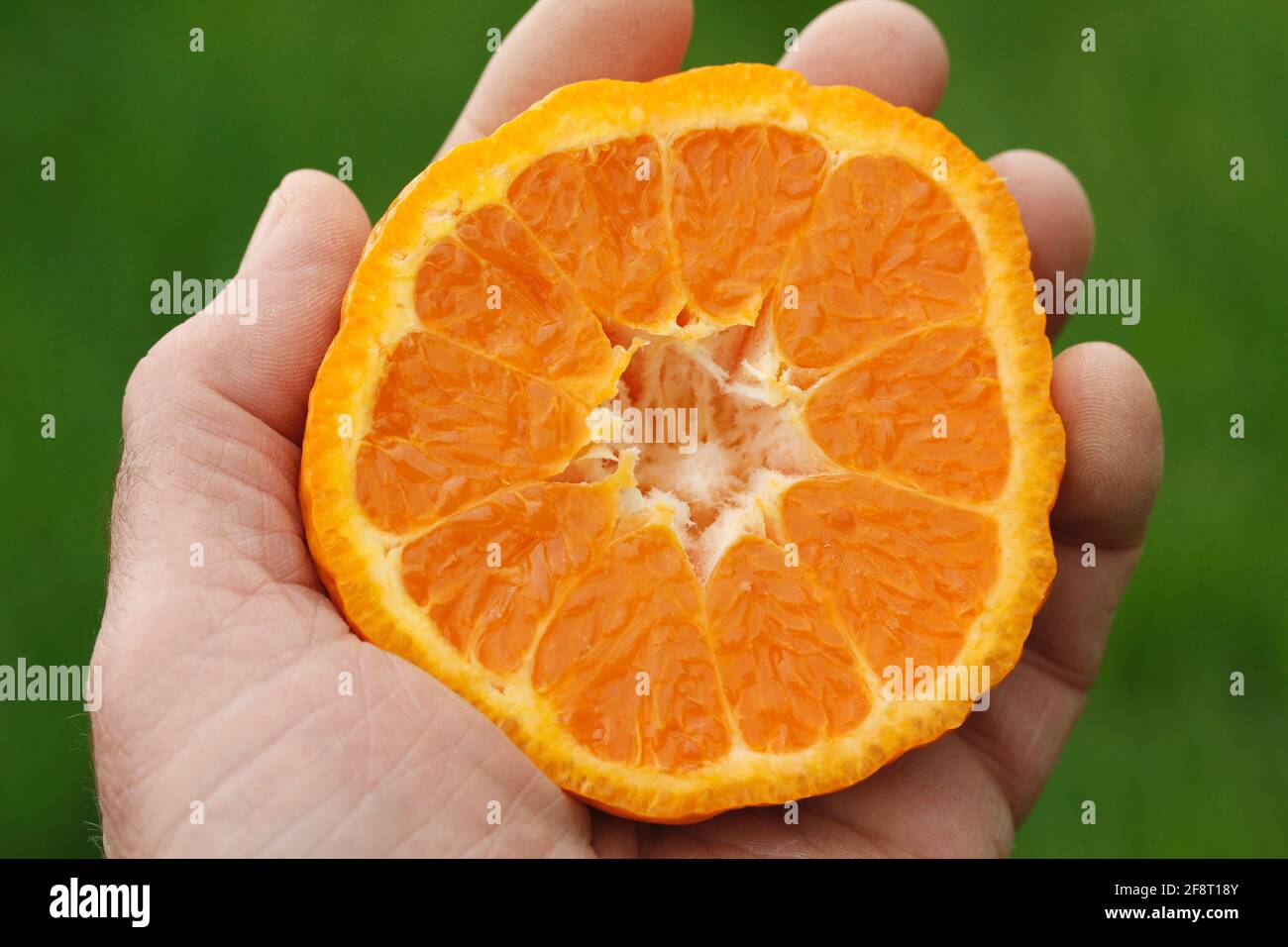 Gold nugget tangerine Stock Photo - Alamy