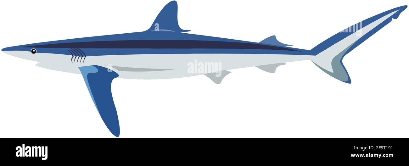 Vector blue shark illustration isolated on white Stock Vector Image ...