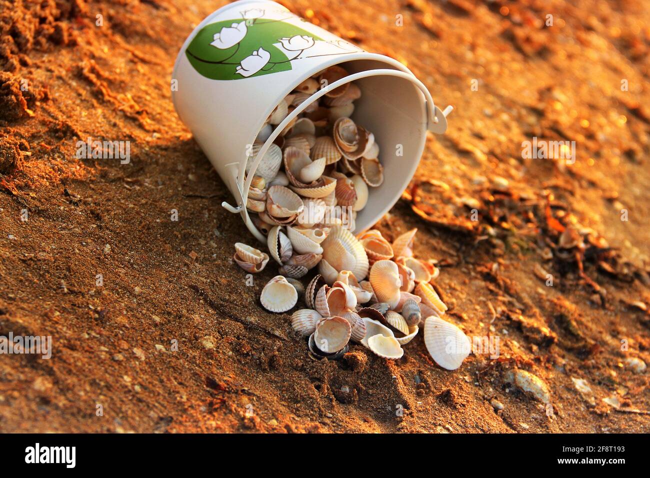 Seashells on the seashore. Seashells in a bucket Stock Photo - Alamy