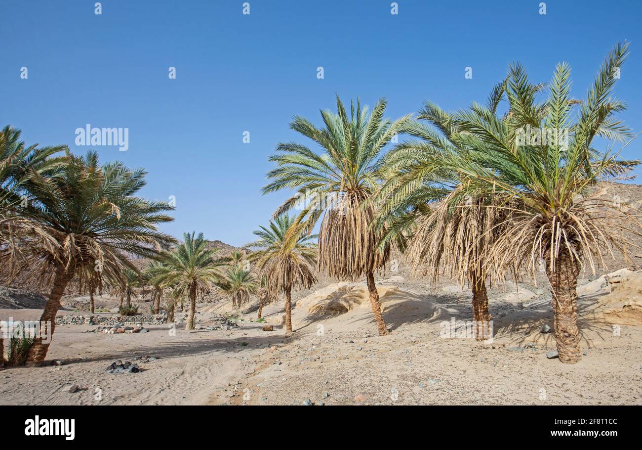 Date palm trees growing in an isolated small oasis at arid dry rocky ...