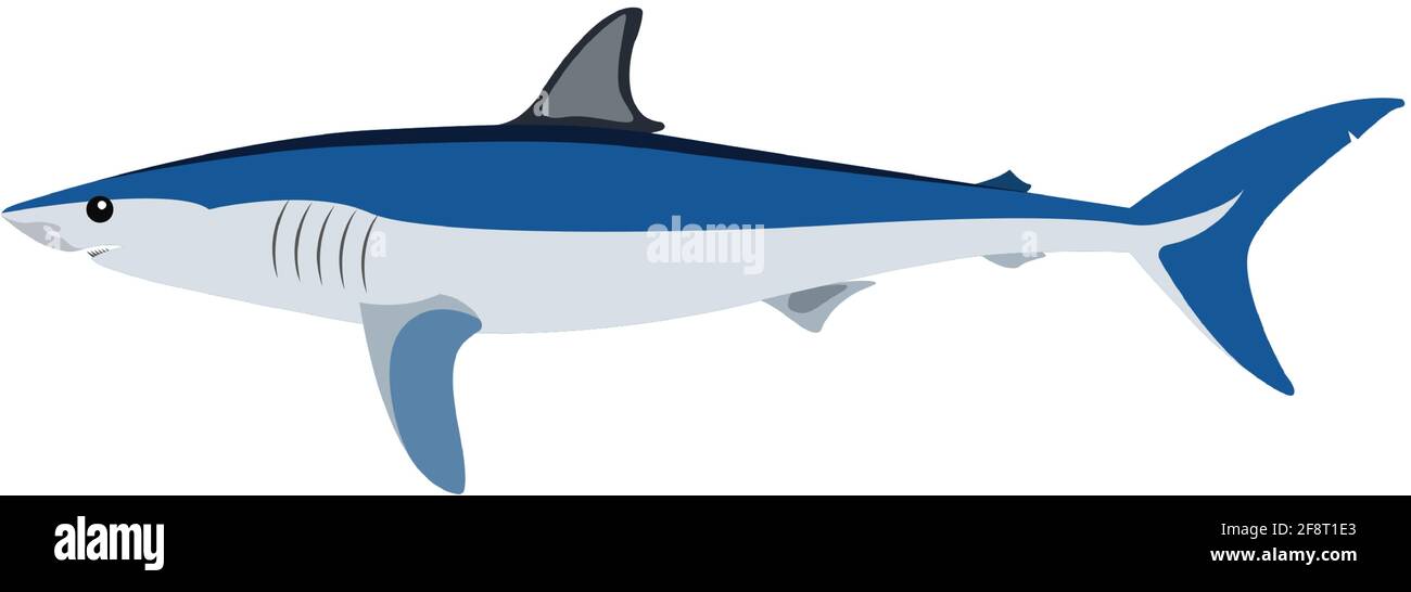 Vector mako shark illustration isolated on white Stock Vector Image ...