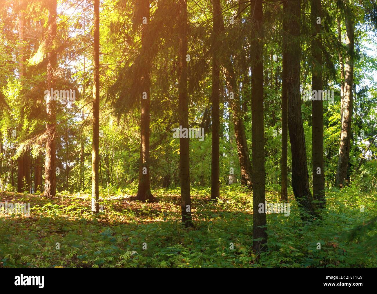 Forest spring landscape. Row of pine trees in the dense spring forest ...
