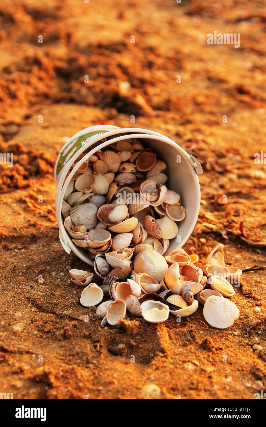 Seashells on the seashore. Seashells in a bucket Stock Photo - Alamy